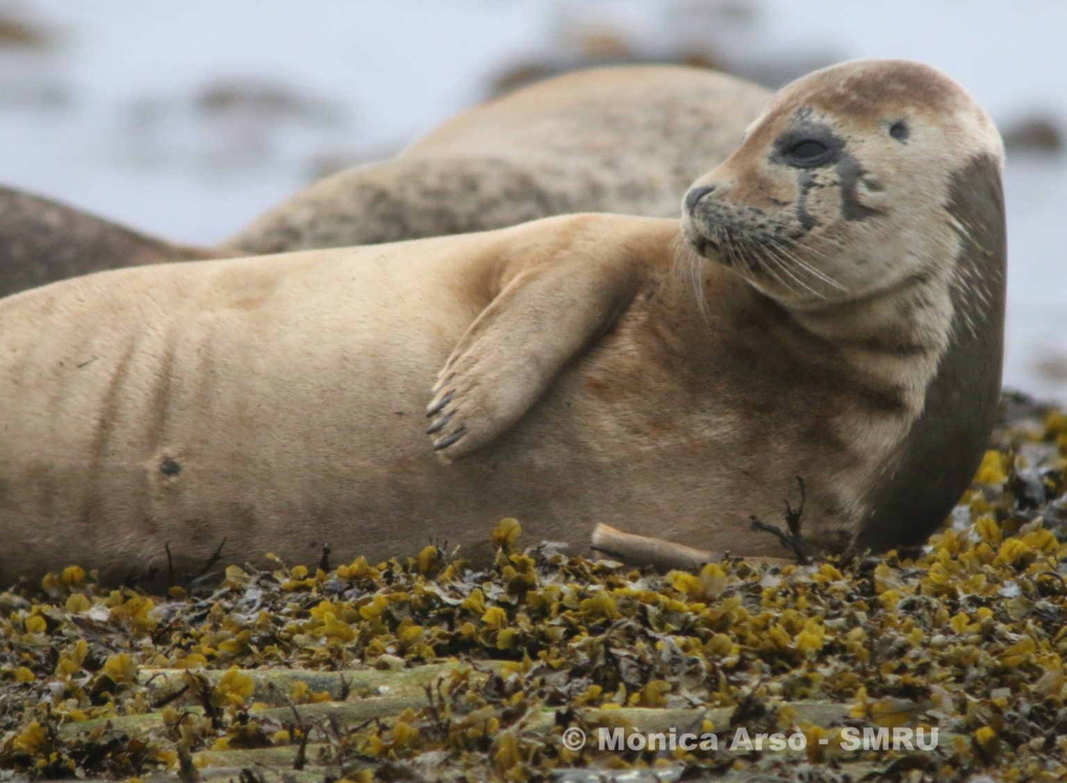 Guess who? – Identifying seals from pictures – Harbour Seal Decline Project